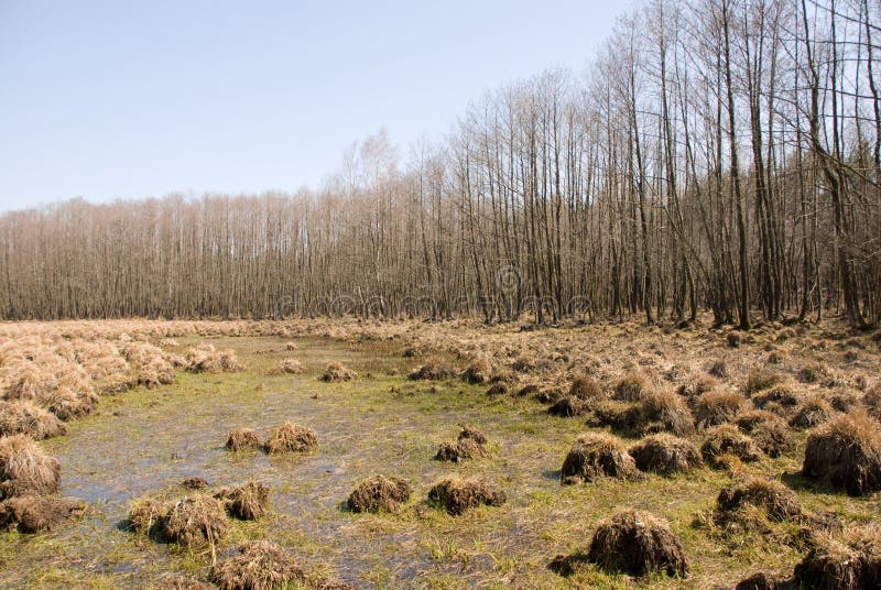 Spring landscape stock image. Image of spring, environment - 15138821