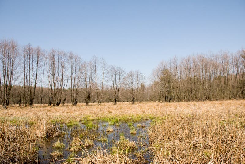 Spring landscape stock image. Image of spring, marsh - 15138859