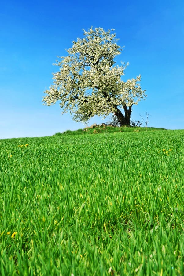 Spring landscape stock image. Image of landscape, field - 9065701