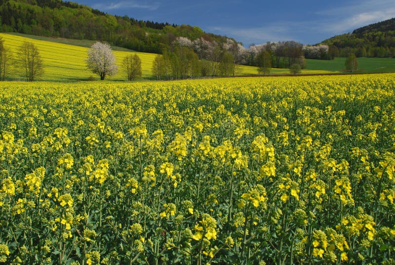 Spring Landscape Picture. Image: 22728498