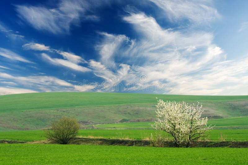 Spring landscape stock photo. Image of nature, view, tree - 23510464