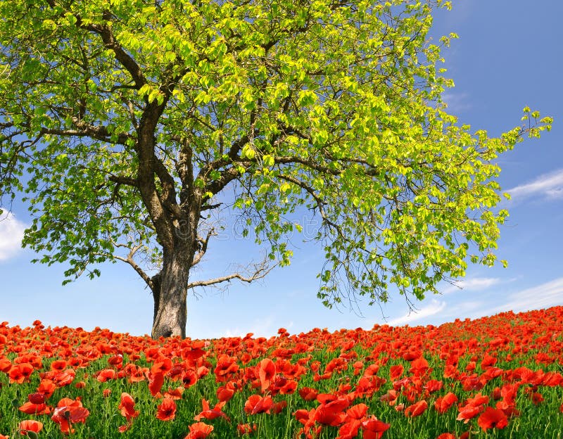 Spring landscape stock image. Image of nature, meadow - 22540125