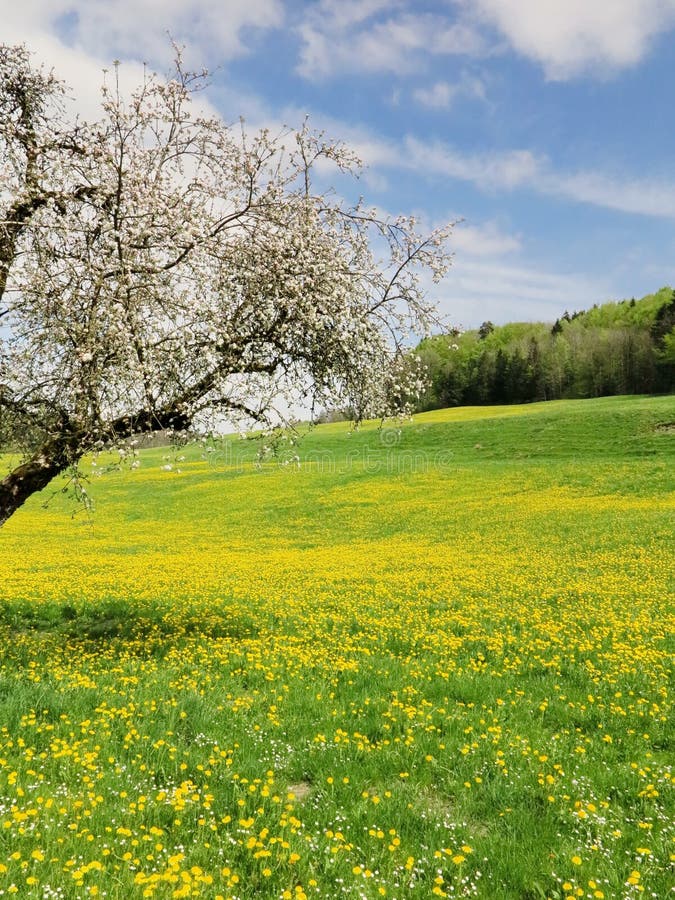 Spring landscape stock photo. Image of blue, czech, forest - 29471276