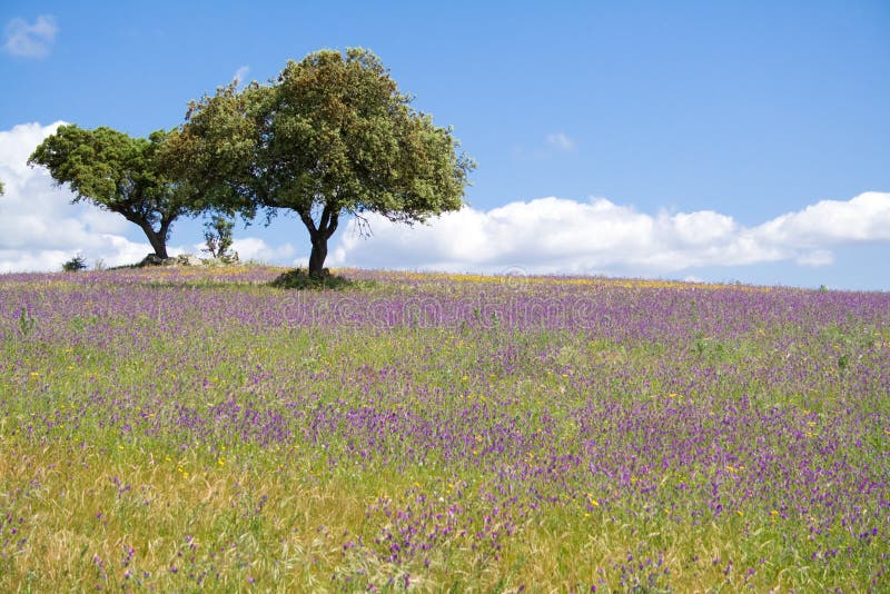 Purple Lucerne Field in Front of Table Mountain Stock Photo - Image of ...