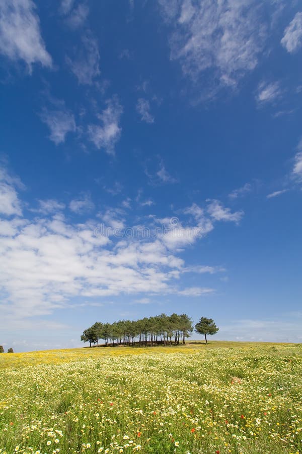 Wildflowers Springtime Horizon Rural Countryside Fluffy Clouds Stock ...