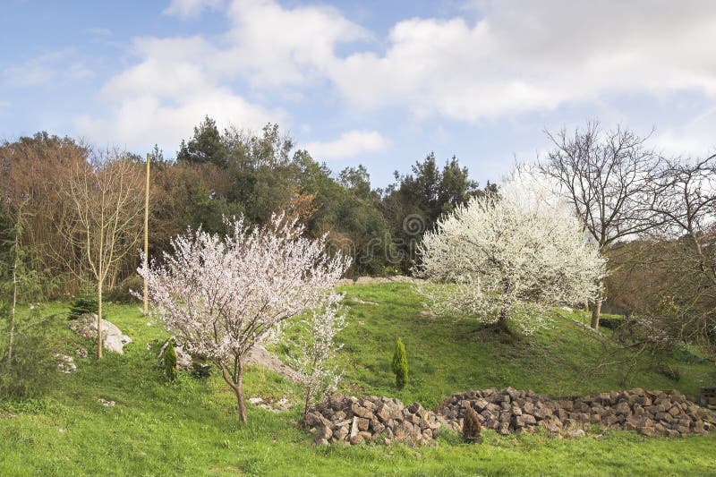 Spring landscape stock photo. Image of flower, cherry, beautiful - 631074