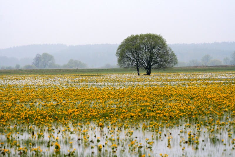 Spring landscape stock image. Image of grass, landscape - 616749