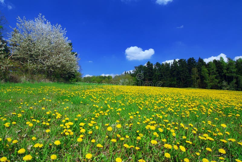 Summer landscape stock photo. Image of nature, place, daisy - 683258