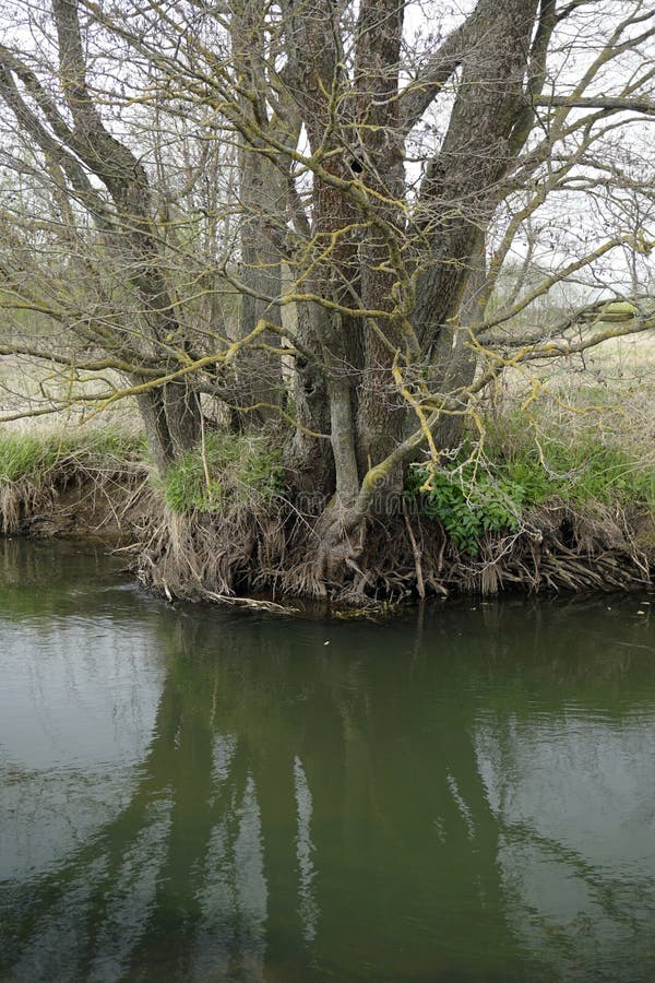 Spring Landscape Alder Tree Above Water River Bank Stock Photos - Free ...
