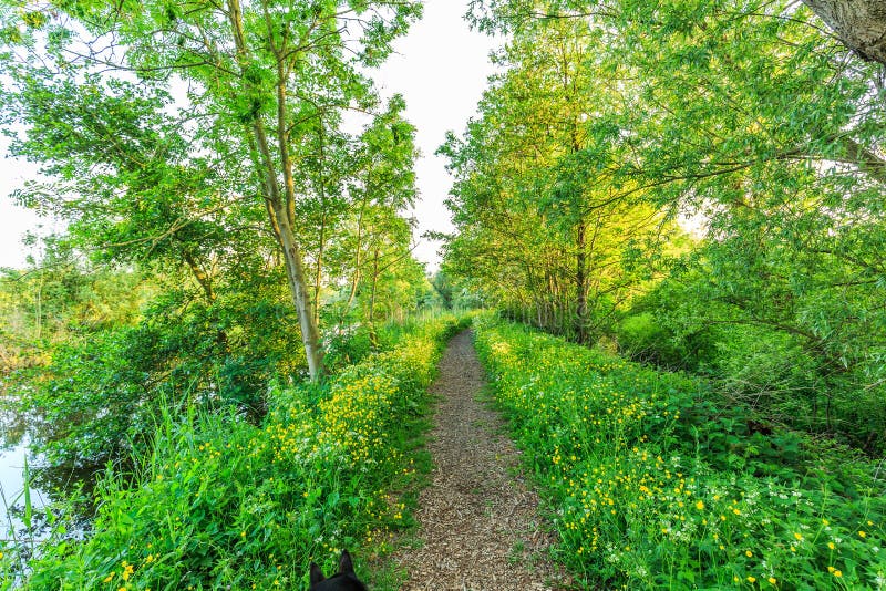 Spring Landscape Along River Kromme Aar at Alphen Aan Den Rijn Stock ...