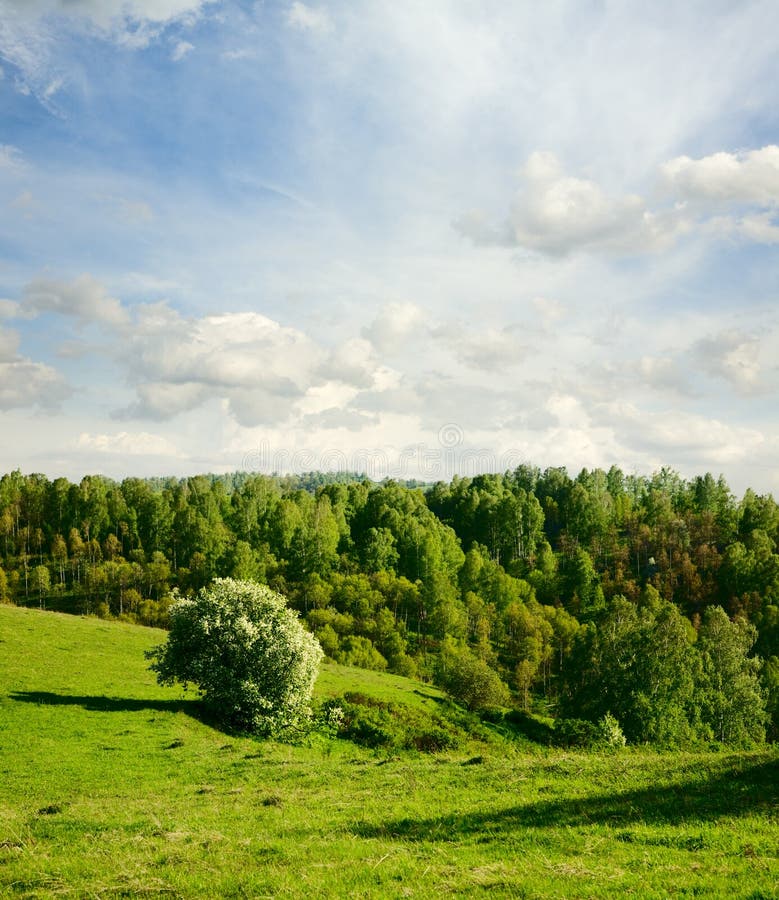 Spring fields stock photo. Image of grass, idyllic, trees - 595958