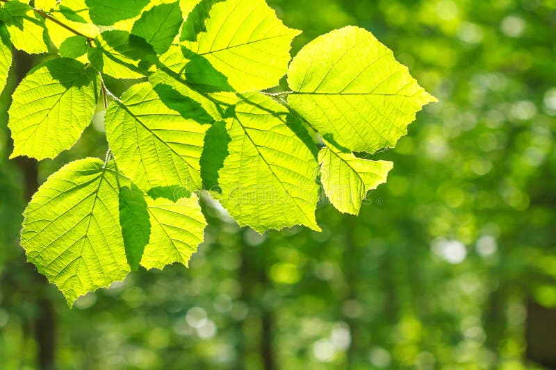 Spring Landscape, Background - View of the Hazel Leaves on the Branch ...