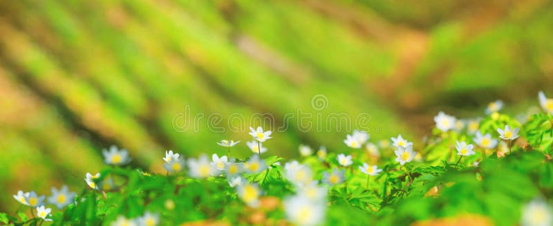 Spring Landscape, Banner, Panorama - View of the Anemone Nemorosa in ...
