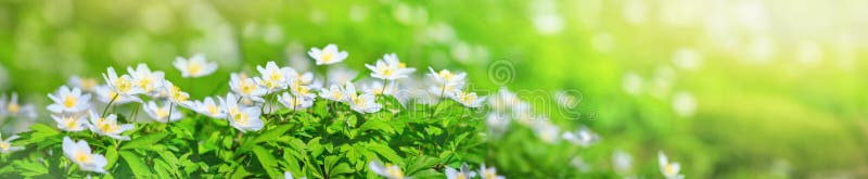 Spring Landscape, Banner, Panorama - View of the Anemone Nemorosa in ...