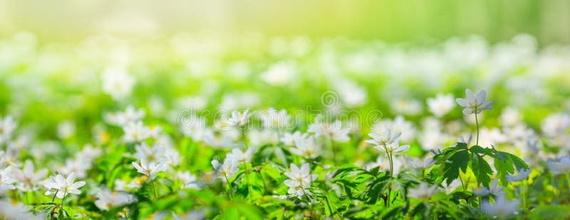 Spring Landscape, Banner, Panorama - View of the Anemone Nemorosa in ...