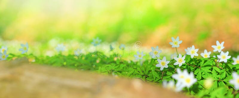 Spring Landscape, Banner, Panorama - View of the Anemone Nemorosa with ...