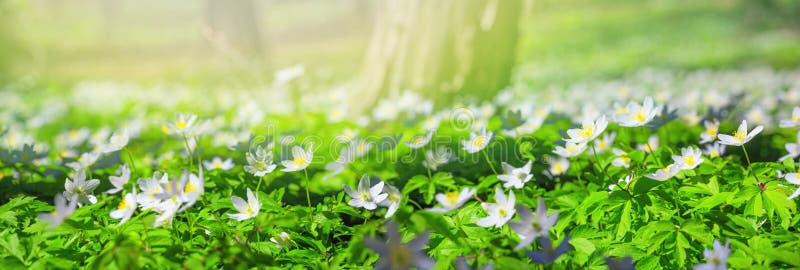 Spring Landscape, Banner, Panorama - View of the Anemone Nemorosa with ...