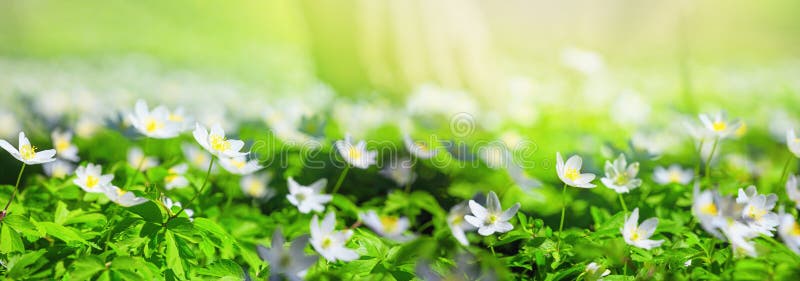 Spring Landscape, Banner, Panorama - View of the Anemone Nemorosa with ...