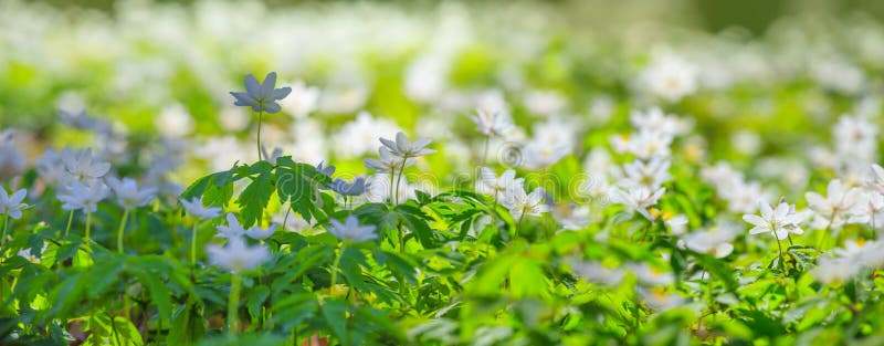 Spring Landscape, Banner, Panorama - View of the Anemone Nemorosa in ...