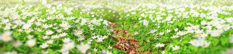 Spring Landscape, Banner, Panorama - View of the Path through the ...