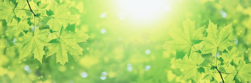 Spring Landscape, Banner - View of the Maple Leaves on the Branch in ...