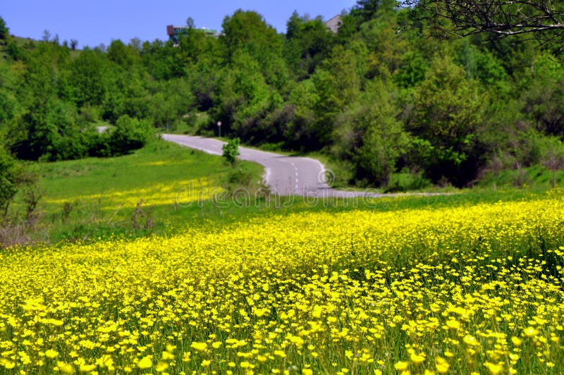Spring landscape stock photo. Image of road, tree, destination - 49188248