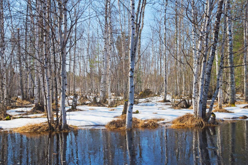 Spring landscape stock image. Image of park, russia, awakening - 68318621
