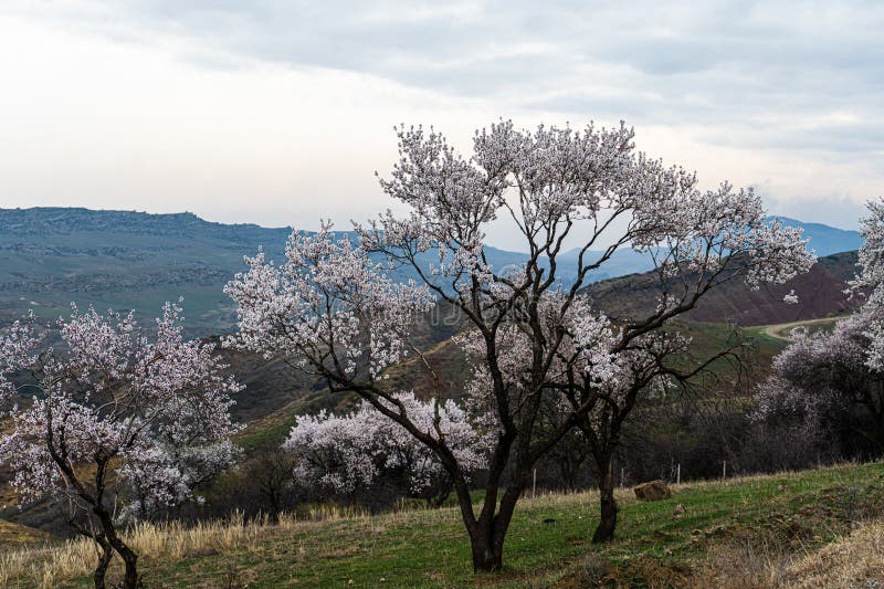 Spring Landscape with Blooming Almond Stock Photo - Image of nature ...