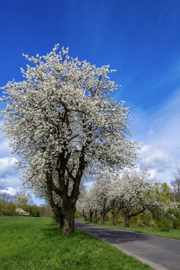 Spring Landscape with Blooming Cherry Trees on the Roadside and a Road ...