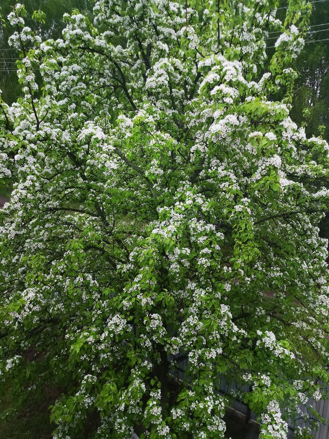 Spring Landscape: Blooming Pear Tree in the Yard Stock Photo - Image of ...