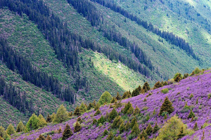 Spring Landscape with Blooming Pink Flowers Stock Image - Image of park ...