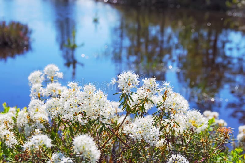 Spring landscape stock image. Image of plant, leaf, pond - 67113405