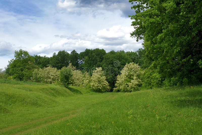 Spring Landscape with Blooming Robinia Stock Image - Image of outdoor ...