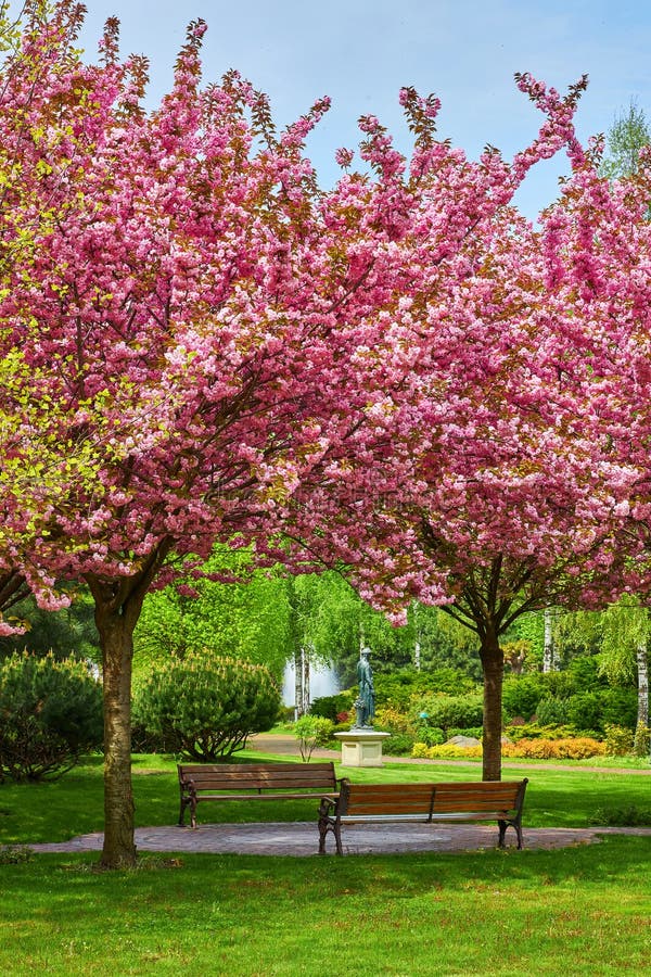Sakura Trees Blooming in Downtown of Lviv Stock Photo - Image of spring ...
