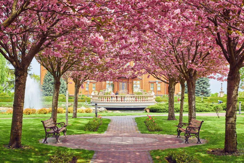 Spring Landscape with Blooming Sakura Trees in the Park Stock Image ...
