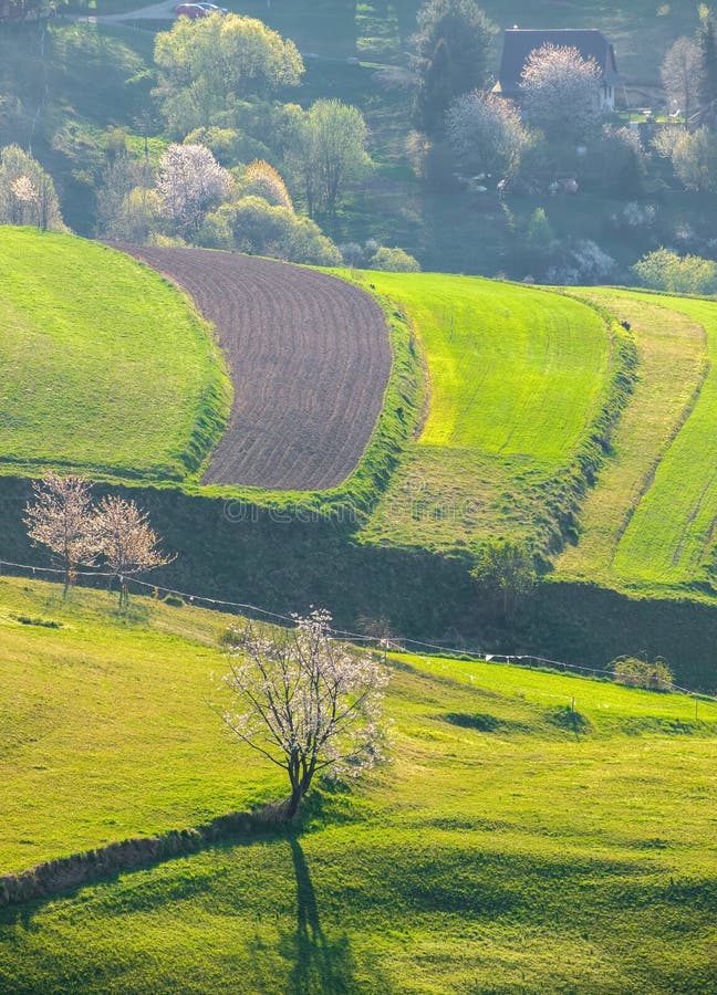 Spring Landscape with Blooming Trees, Small Fields and Green Meadows ...
