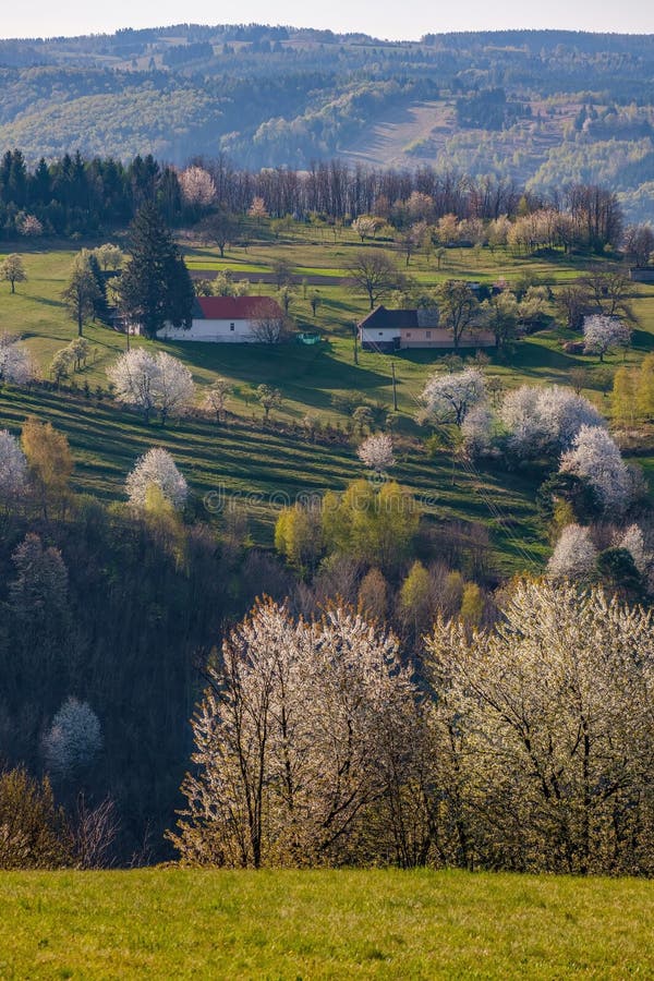 Spring Landscape with Blooming Trees, Small Fields and Green Meadows ...