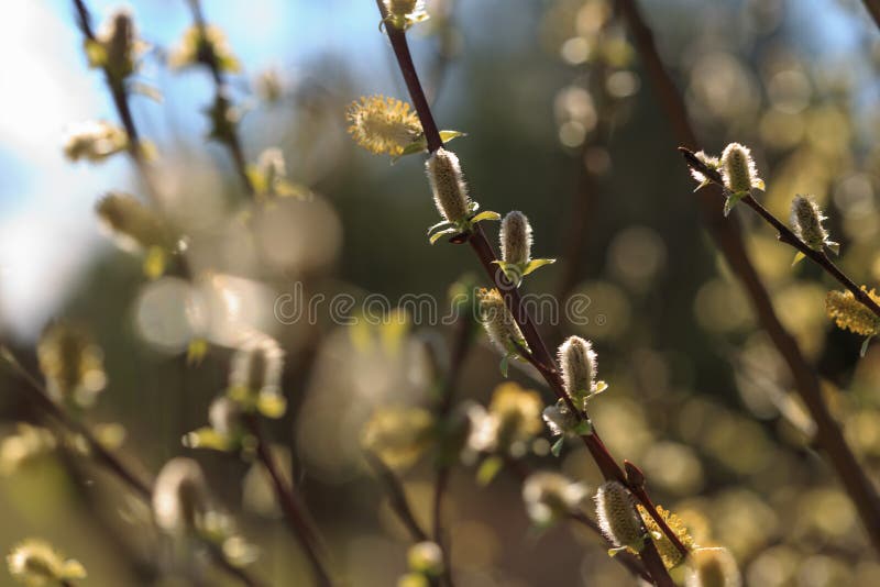 Spring Landscape Blooming Willow in the Afternoon in the Rays of the ...