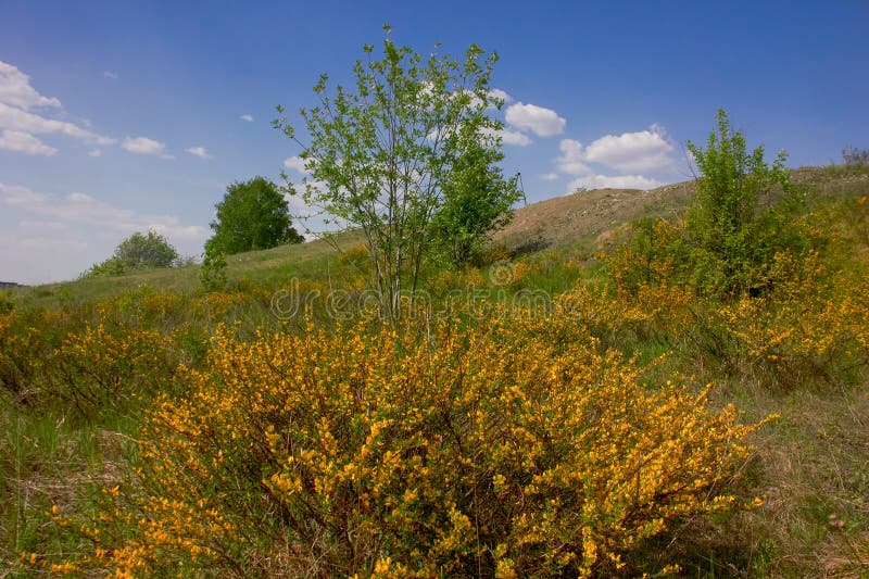 Spring Landscape with Blooming Yellow Broom Bushes in the Foreground ...