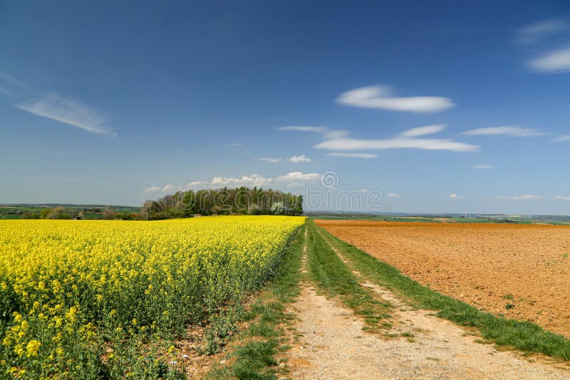 Spring Landscape with Bright Yellow Rapeseed Fields Stock Image - Image ...