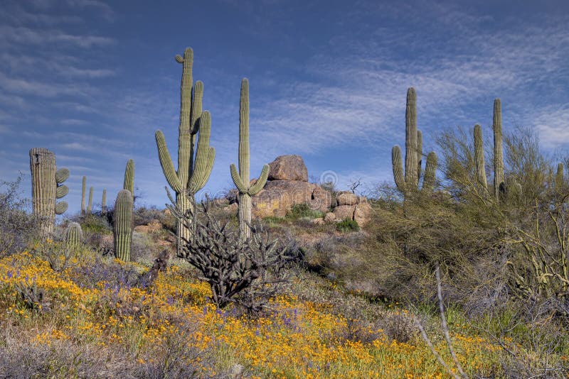 Spring Landscape at Browns Ranch Trail in Scottsdale, AZ Stock Image ...