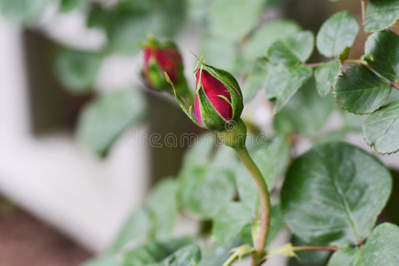 Bud of Roses stock image. Image of floral, roses, natural - 114536893