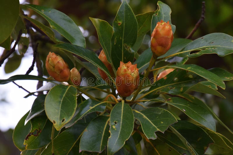 Machilus Thunbergii Tabunoki Tree Flower Buds. Stock Photo - Image of ...