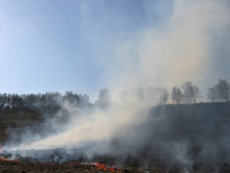 Spring Landscape Burning Grass in a Birch Forest. Blue Sky in the Smoke from a Fire Stock Photo ...