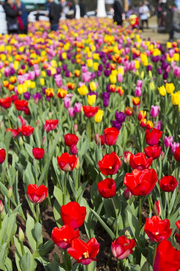 Spring Landscape in Chengdu,china Stock Photo - Image of nature ...