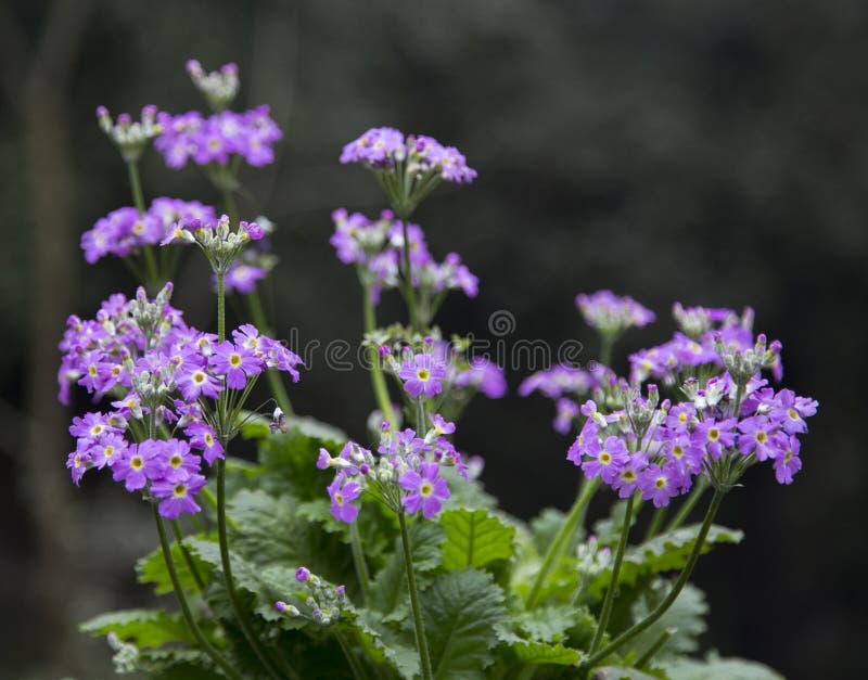 Spring Landscape in Chengdu,china Stock Image - Image of nature, spring ...