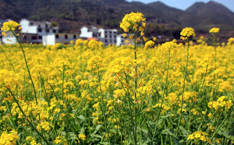 Spring landscape China stock photo. Image of beautiful - 38854972