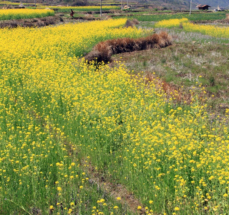 Spring landscape China stock photo. Image of meadow, fresh - 38854982