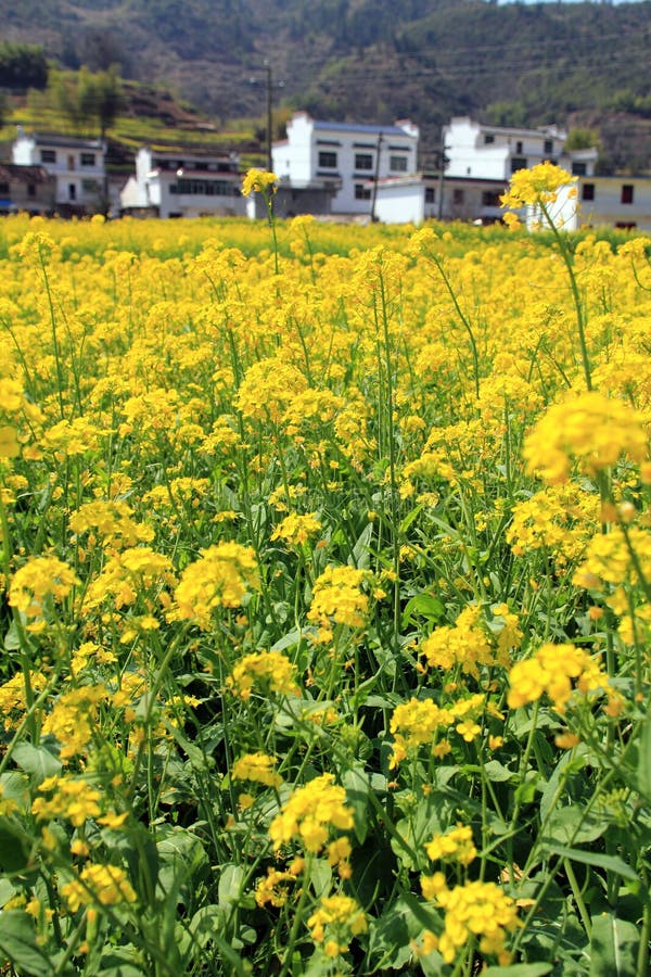 Spring landscape China stock image. Image of oilseed - 38856097