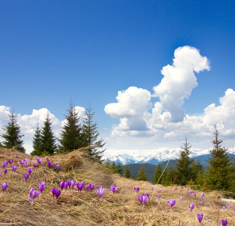 Spring Landscape with the Cloudy Sky and Flower Stock Photo - Image of ...